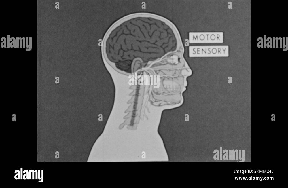 1950s: Illustration of cross-section on human head, motor sensory ...