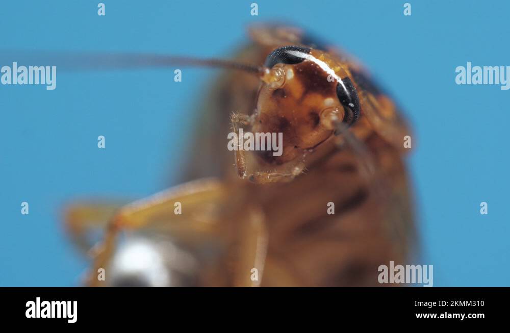 Macro footage of cockroach head with big eyes and moving chelas on blue ...