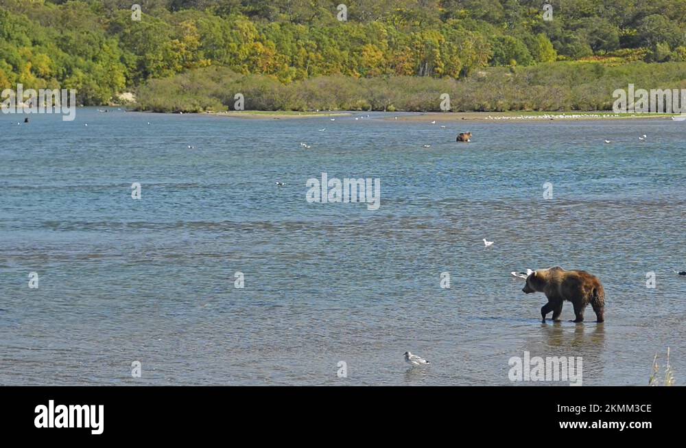 Cub animals Stock Videos & Footage - HD and 4K Video Clips - Alamy