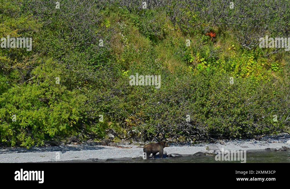 Catch wild animals Stock Videos & Footage - HD and 4K Video Clips - Alamy