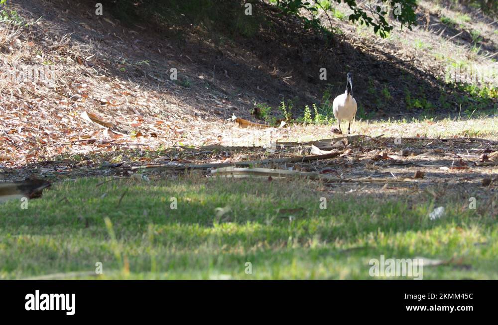 Raven at sunlight Stock Videos & Footage - HD and 4K Video Clips - Alamy