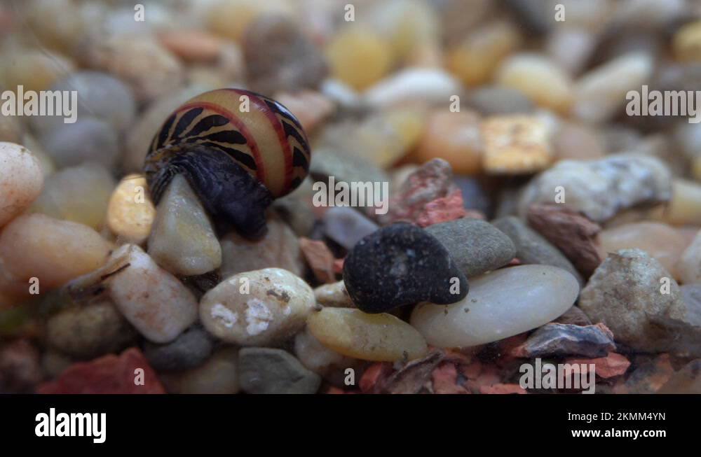 Red racer Stock Videos & Footage - HD and 4K Video Clips - Alamy