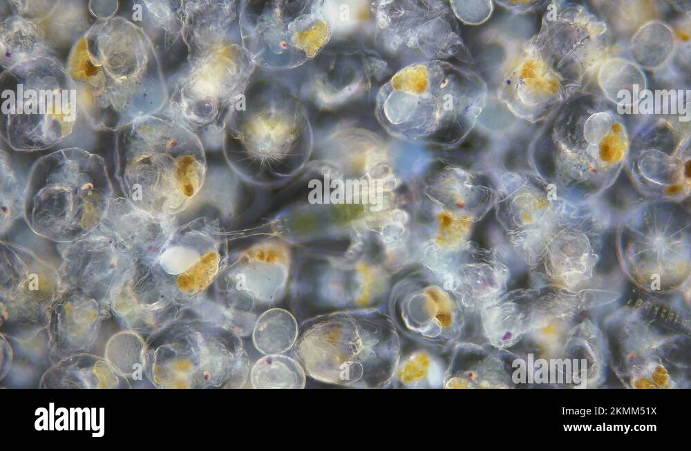Rotifera Synchaeta sp. and larva nauplios Cirripedia under microscope ...