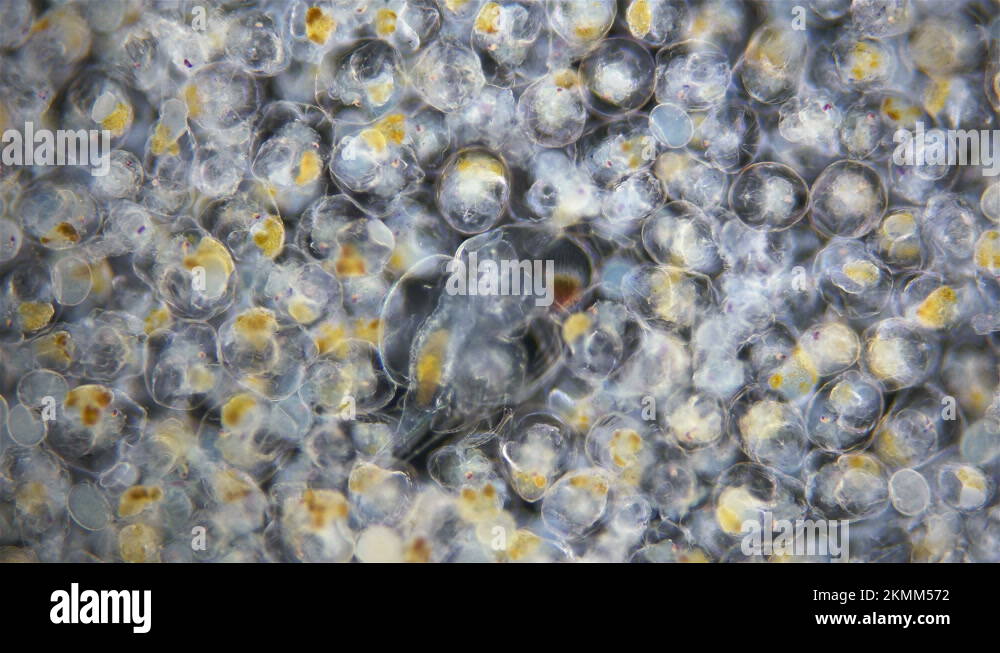 Rotifera Synchaeta sp. and water flea Polyphemus pediculus under ...