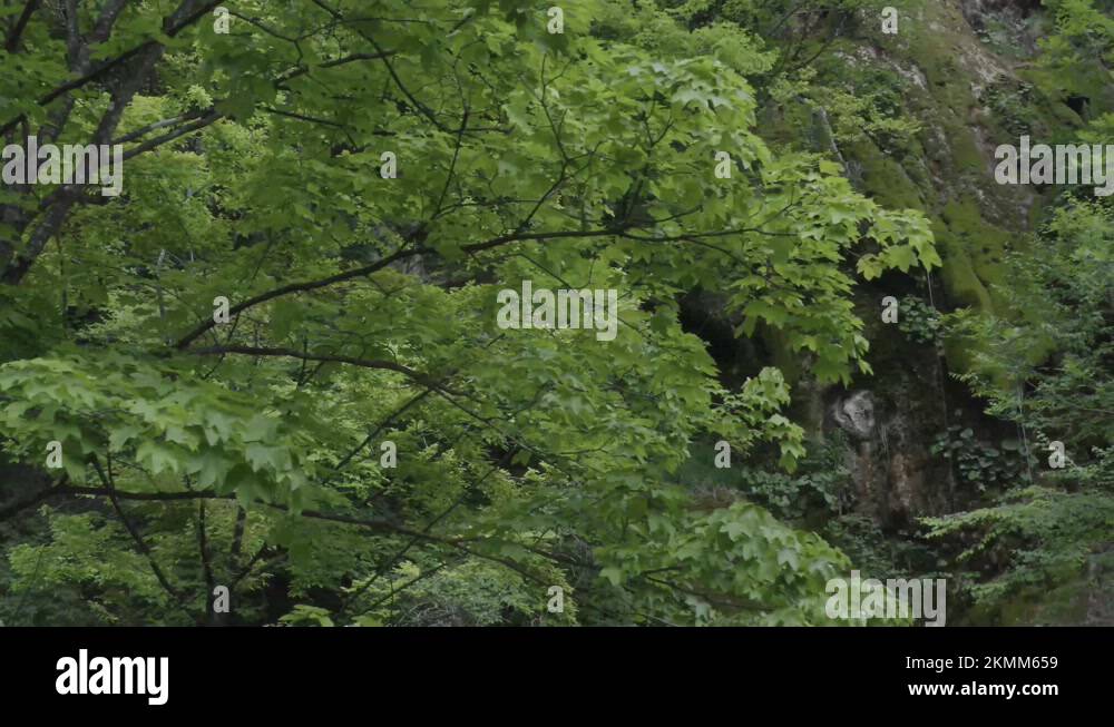 Pan left to right revealing rocks where water trickles over them and ...