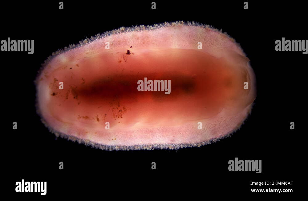Mollusca Chiton Class Polyplacophora Under Microscope Stock Video Footage Alamy