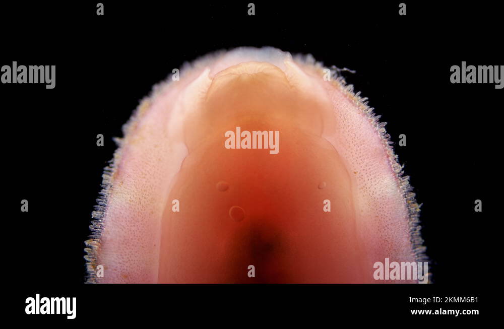 Mollusca- chiton, class Polyplacophora under the microscope Stock Video ...