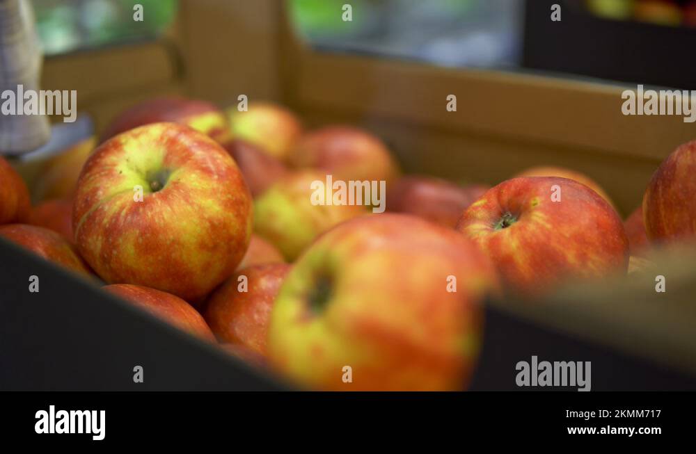 Woman choose apples in supermarket Box with apples, fresh fruits ...