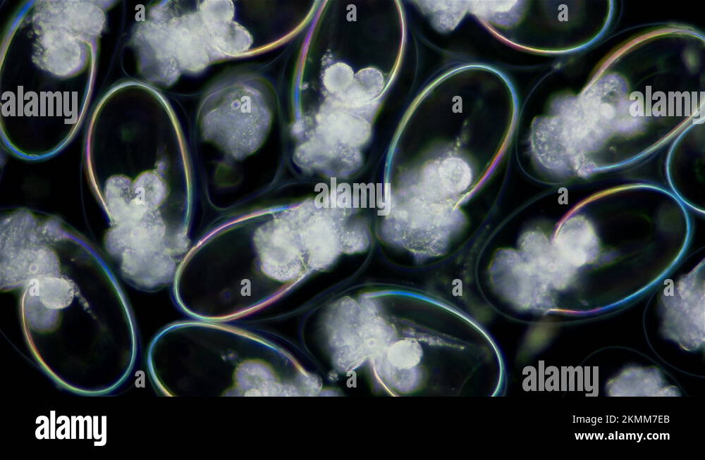 Eggs with Mollusca Nudibranchia embryos under a microscope Stock Video ...