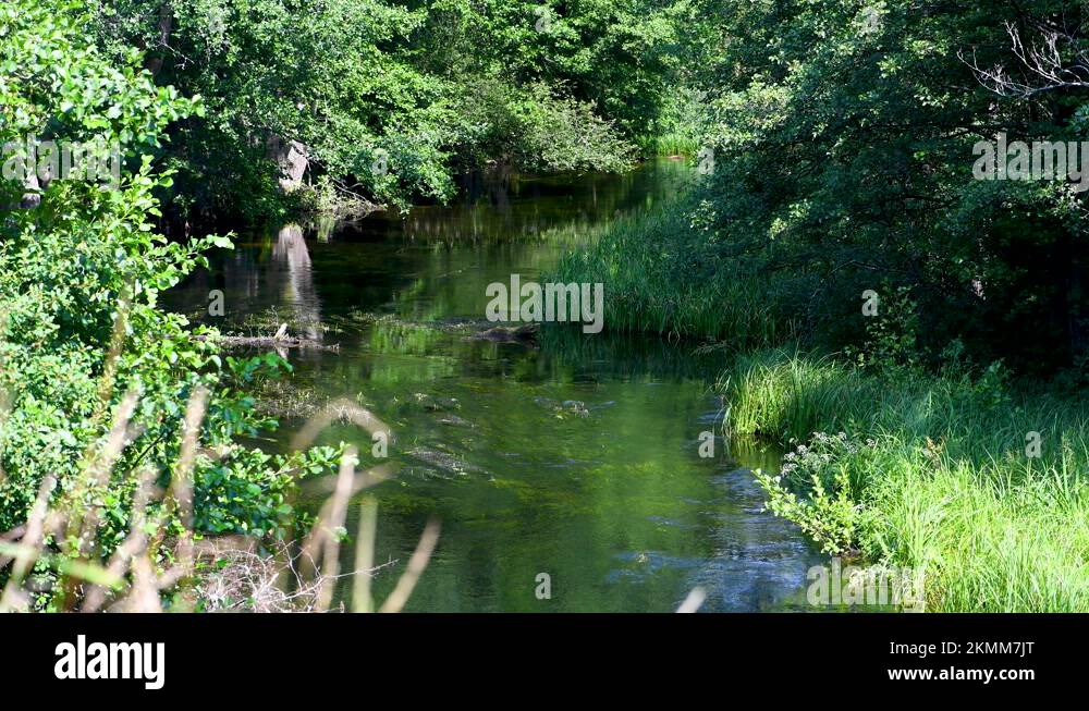 Floating forest Stock Videos & Footage - HD and 4K Video Clips - Alamy