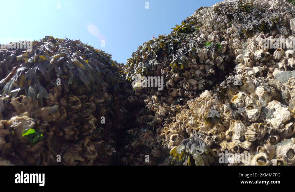 Barnacle rocks Stock Videos & Footage - HD and 4K Video Clips - Alamy