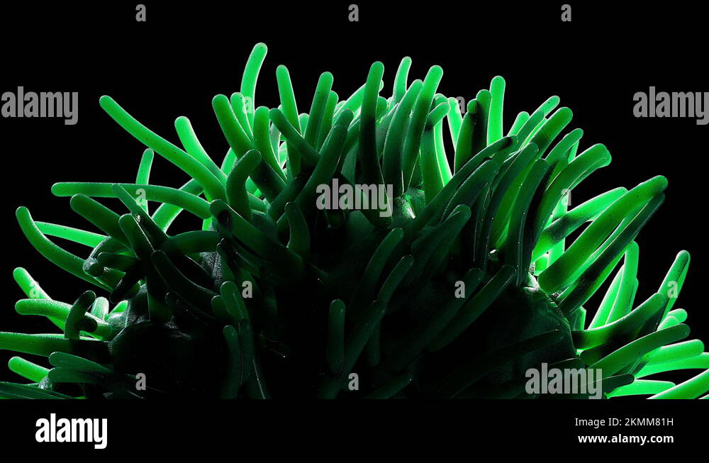 3D abstract sea anemone, green algae on a black background. 4K Stock ...