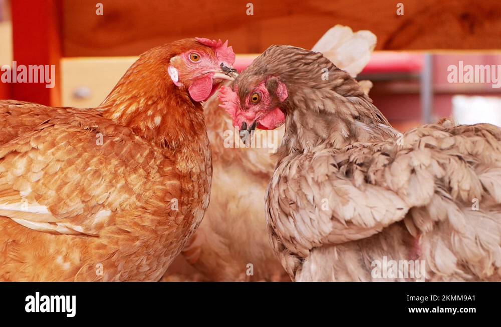 Free-range chicken pecks grain. Chicken in a farming environment is ...