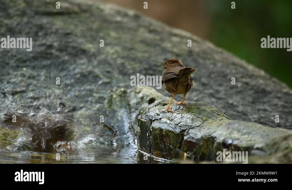 Two little Puff Throated Babbler, Pellorneum Ruficeps take turn dipping ...