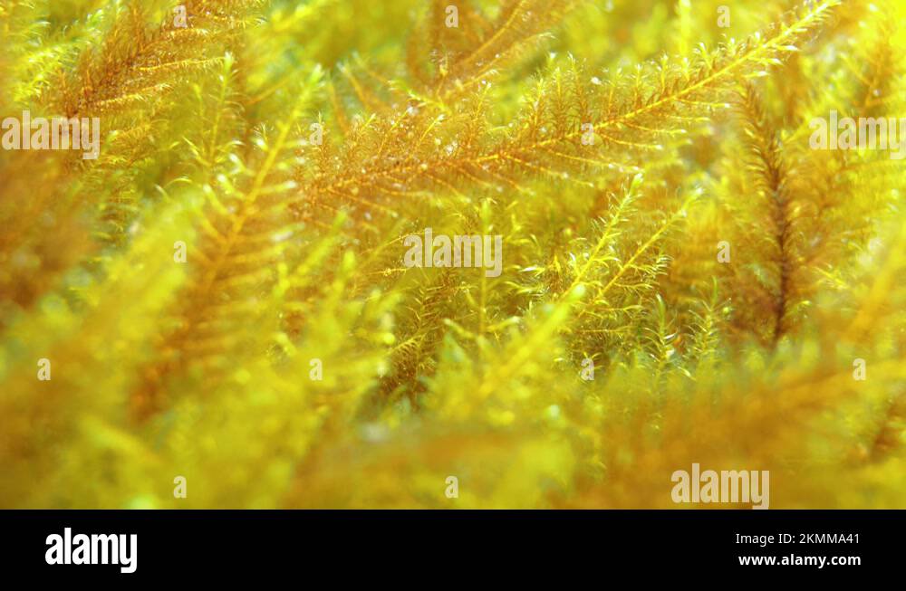 Aquatic view Stock Videos & Footage - HD and 4K Video Clips - Alamy