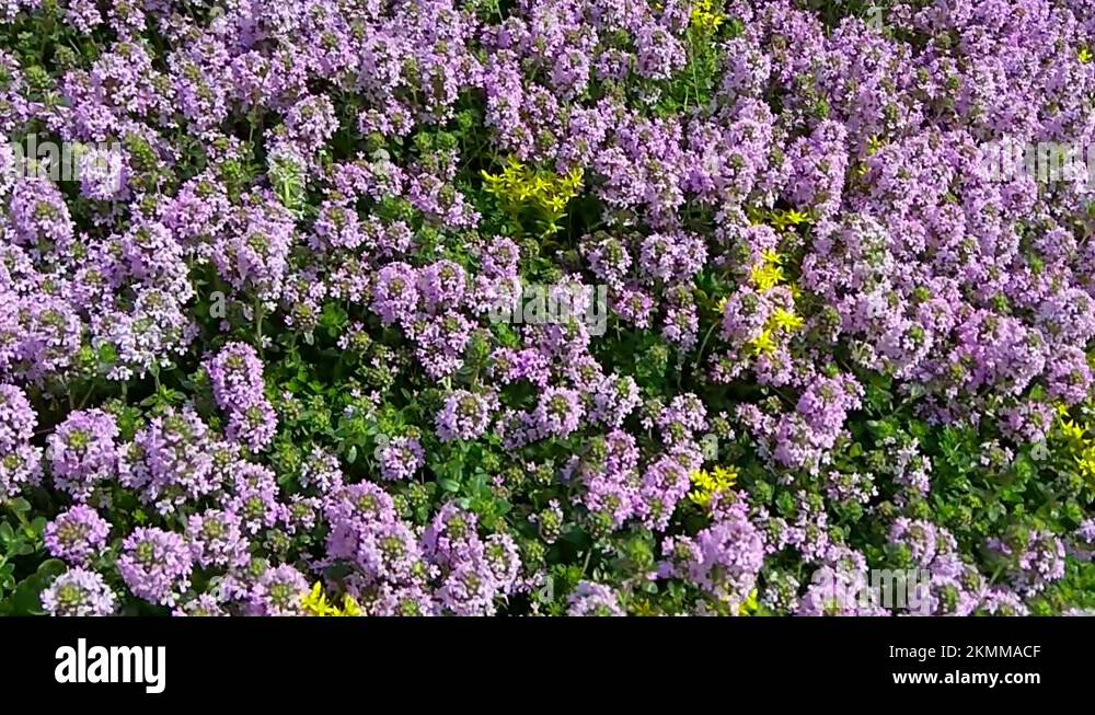 Camera view of the perennial ground cover plants in the home front yard ...