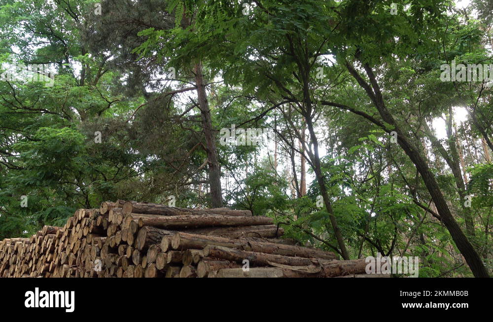 Slow pan from trees with sky to big wood tree log or timber stack in ...