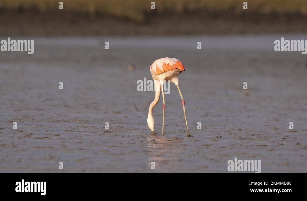 Flamingo head in mud Stock Videos & Footage - HD and 4K Video Clips - Alamy