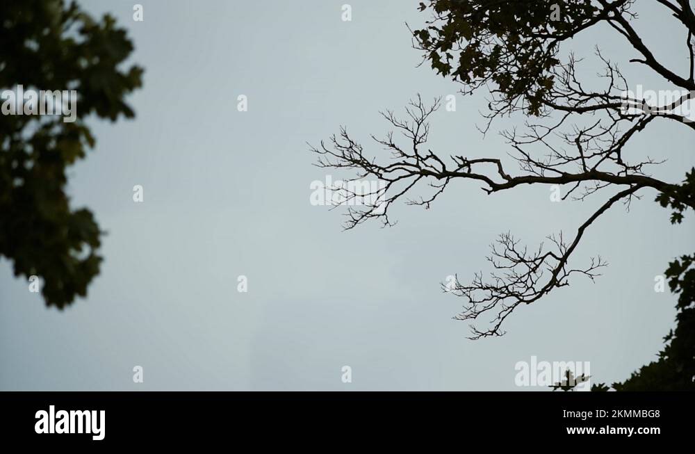 Withered and living tree branches grow side by side. Gray cloudy sky ...