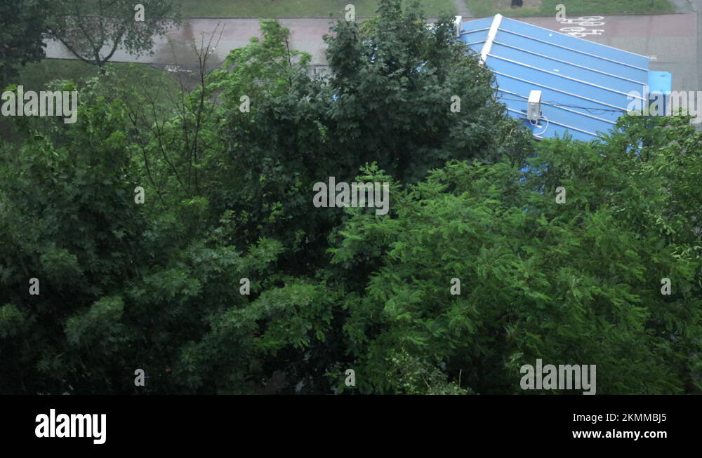 Catastrophic hurricane. Trees during storm, hurricane. Rain storm ...