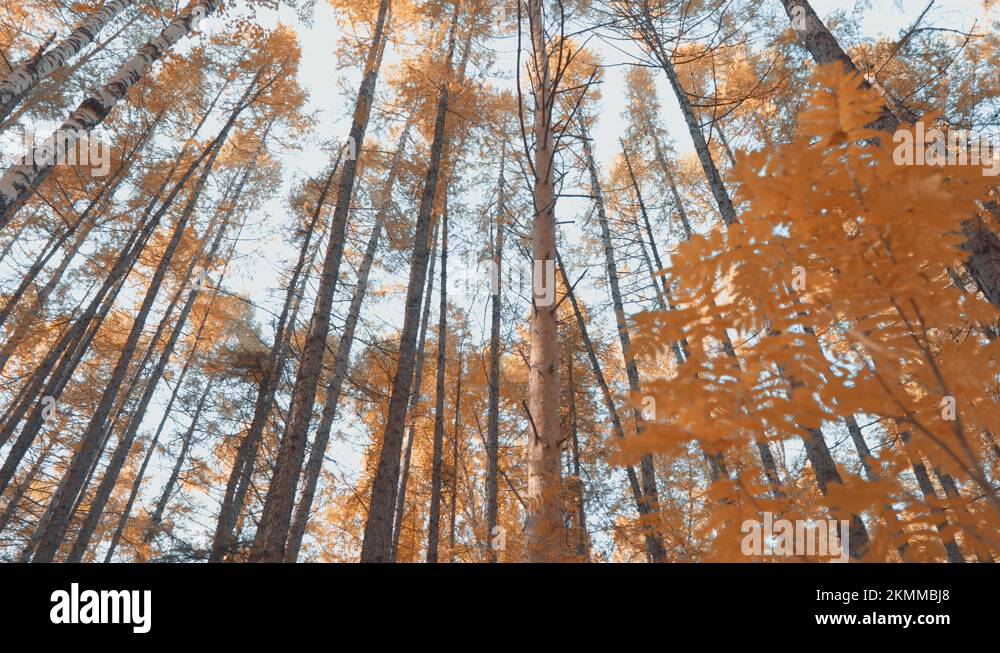 Smooth Camera Movement in the Autumn Forest. Tree Trunks, Yellow Leaves ...