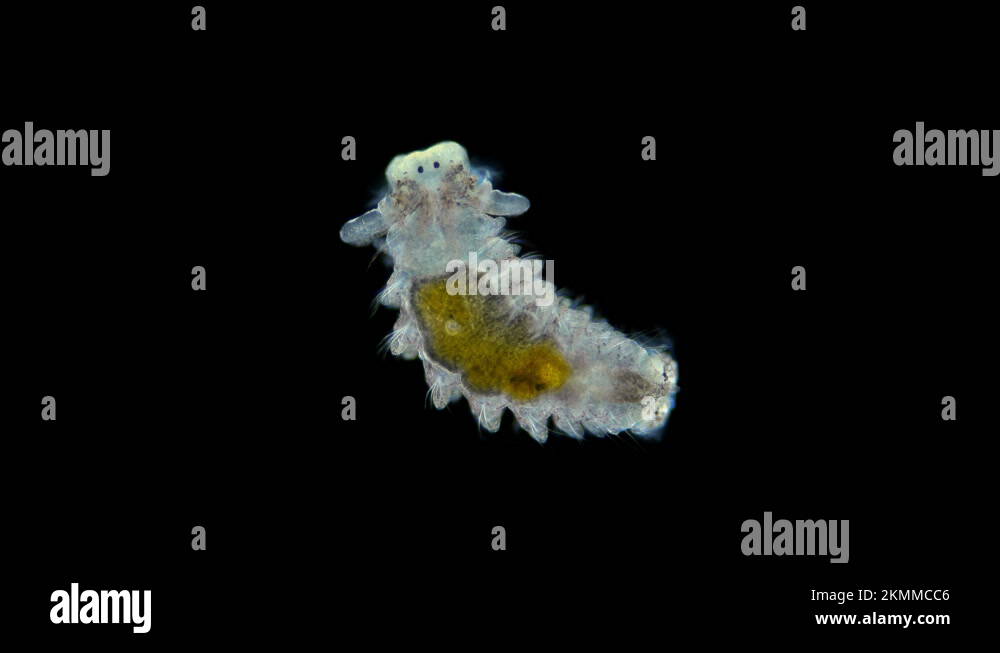 worm larva Nektoheta under a microscope, family Spionidae Stock Video ...
