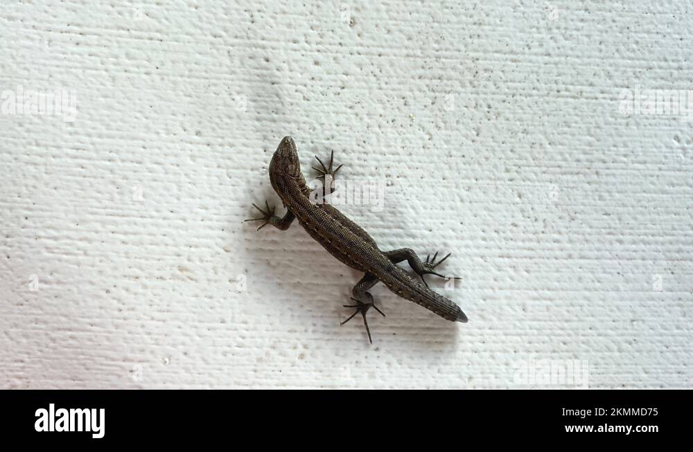 Lizard without tail Stock Videos & Footage - HD and 4K Video Clips - Alamy
