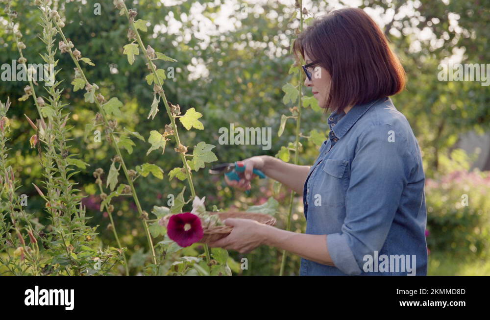 Mallow seeds Stock Videos & Footage - HD and 4K Video Clips - Alamy