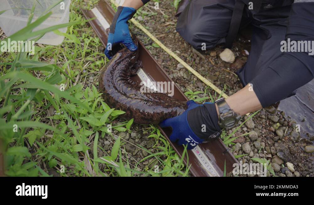 Captured Japanese Giant Salamander having biometric data being taken ...