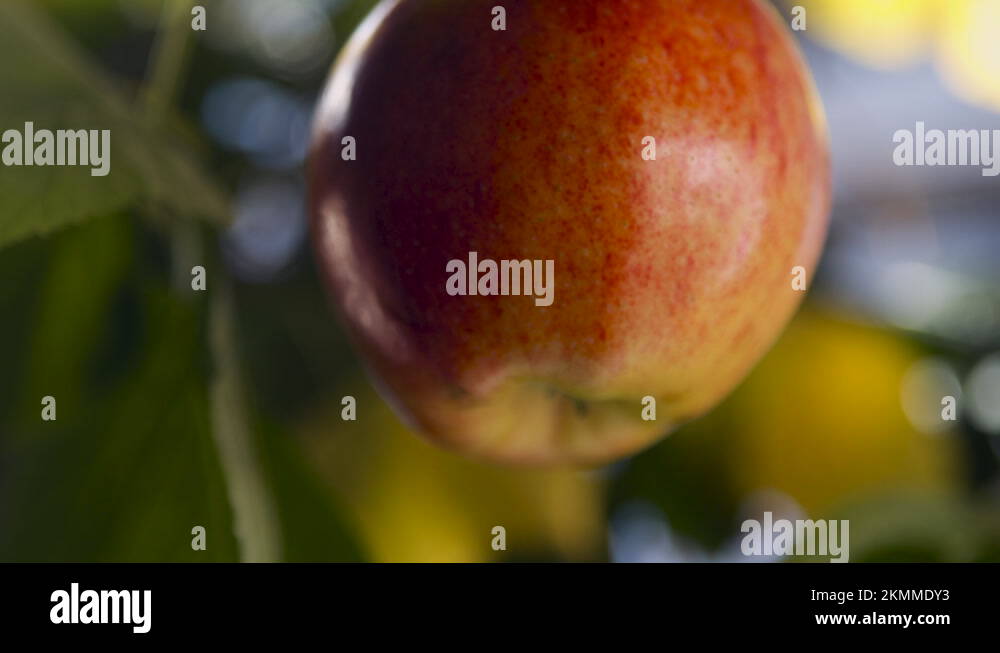 Ripe red apple hanging from tree with shiny skin from sunlight, close ...