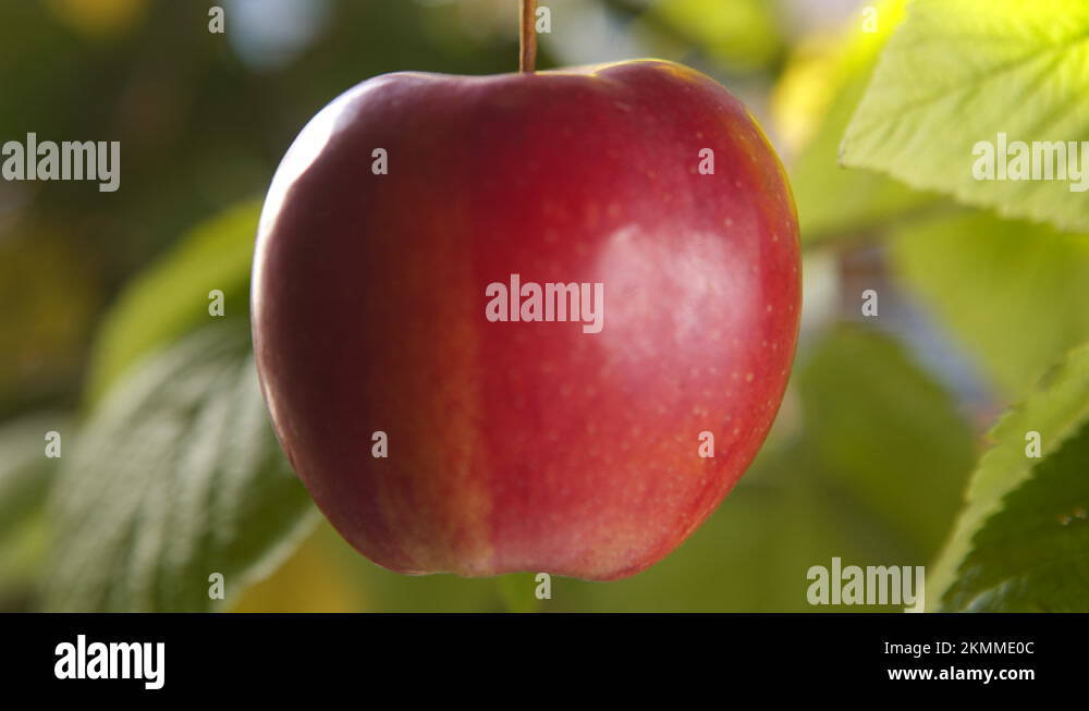 How to grow apple tree from apple fruit Stock Videos & Footage - HD and ...