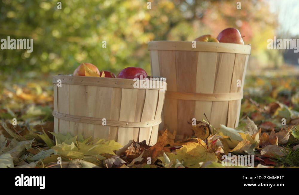 Food dropped floor Stock Videos & Footage - HD and 4K Video Clips - Alamy