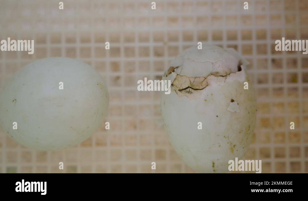 Bird incubator Stock Videos & Footage - HD and 4K Video Clips - Alamy