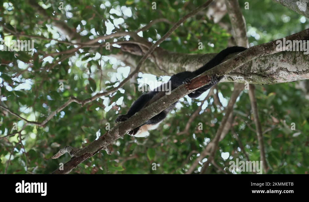 White-faced capuchin monkey above in tree branches foraging for food ...