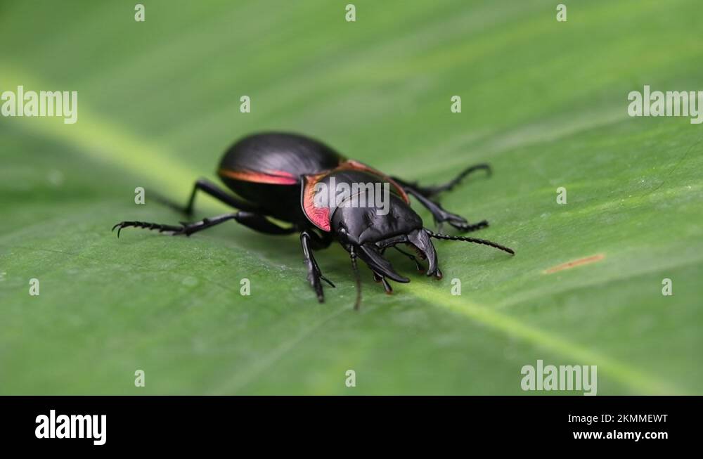 Exoskeleton beetle Stock Videos & Footage - HD and 4K Video Clips - Alamy