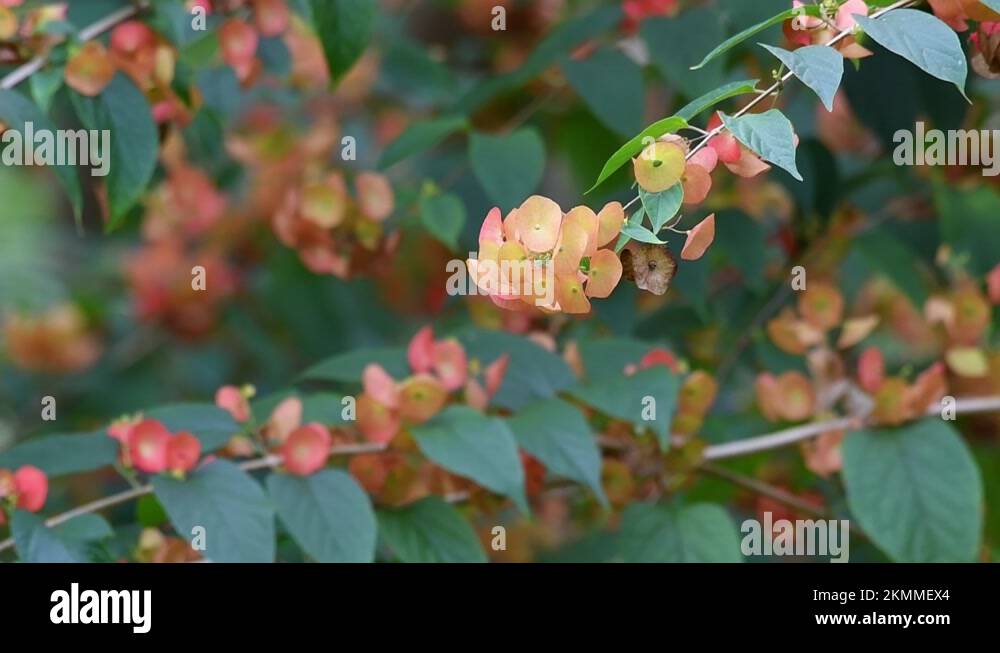 Chinese hat plant Stock Videos & Footage - HD and 4K Video Clips - Alamy