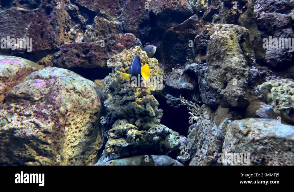 Rock habitat Stock Videos & Footage - HD and 4K Video Clips - Alamy