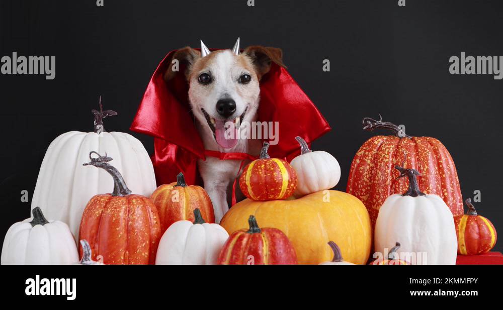 Scary dog costume Stock Videos & Footage - HD and 4K Video Clips - Alamy