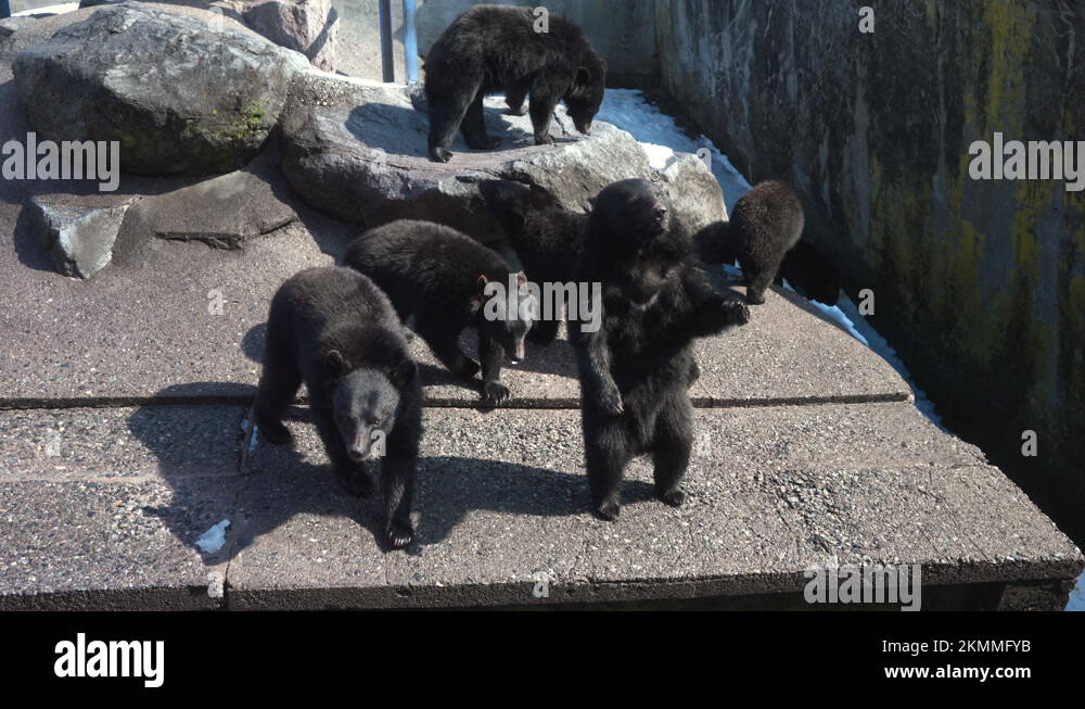 Asiatic Black Bears Being Fed In The Zoo In Gifu, Japan - slow motion ...