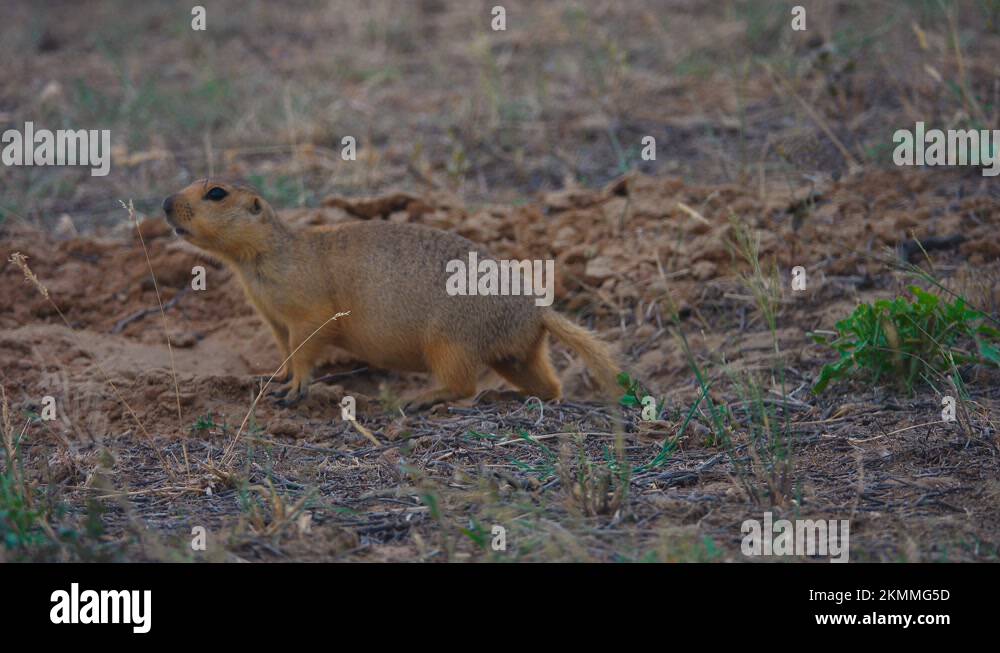 Little Ground Squirrel or Little Souslik, Spermophilus pygmaeus Looking ...