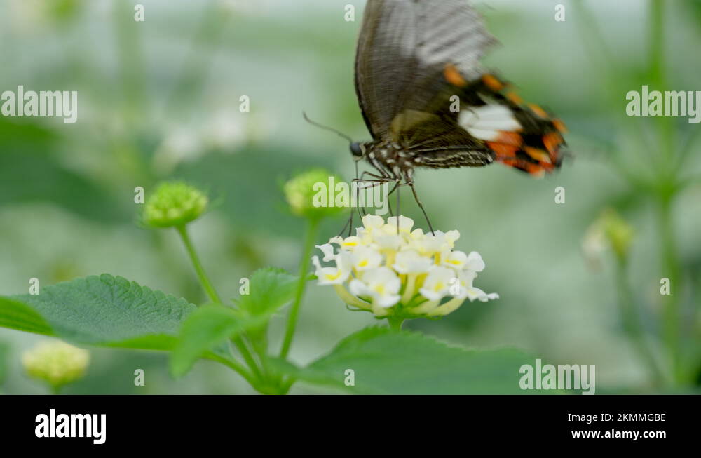 Monarch butterfly legs Stock Videos & Footage - HD and 4K Video Clips ...