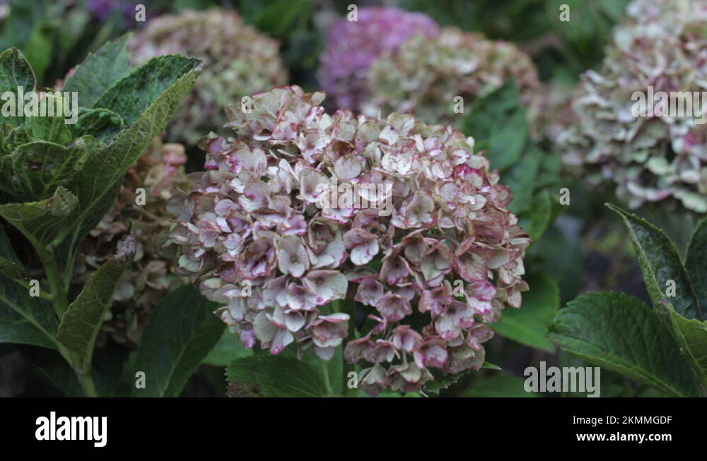 French hydrangea hydrangea macrophylla Stock Videos & Footage - HD and ...