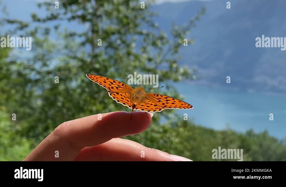 Blue spotted butterfly Stock Videos & Footage - HD and 4K Video Clips ...