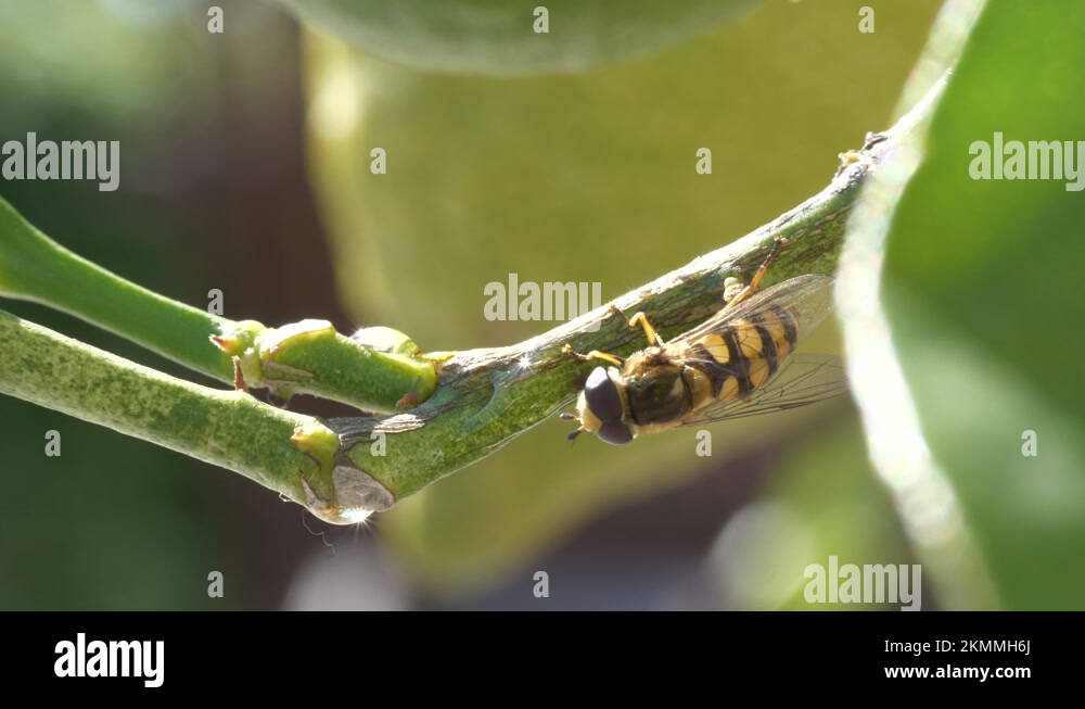 Vespidae wasp takes off from citrus tree branch and flies away, macro ...