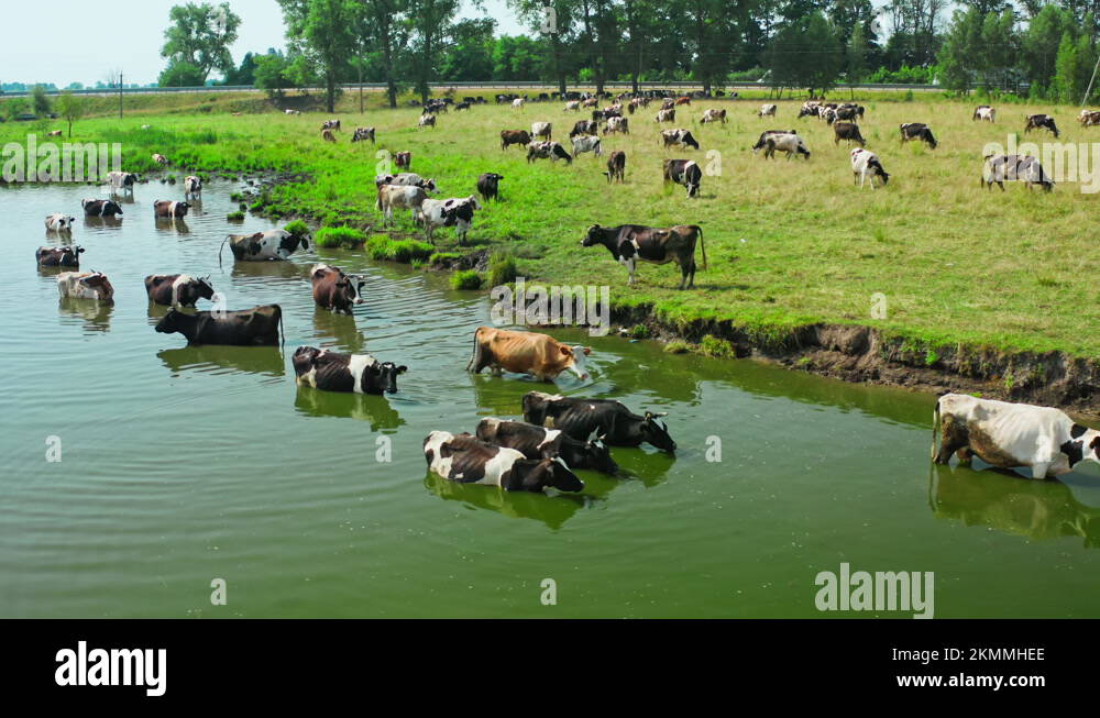 Animal field Stock Videos & Footage - HD and 4K Video Clips - Alamy