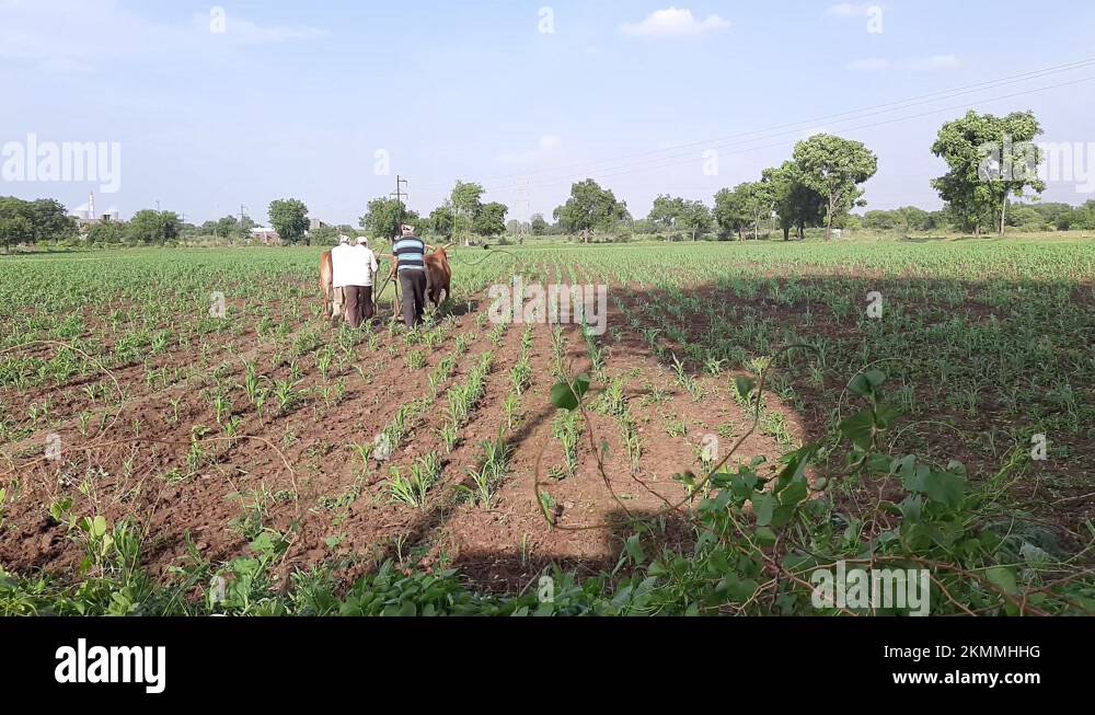 Indian village people working he land Stock Videos & Footage - HD and ...