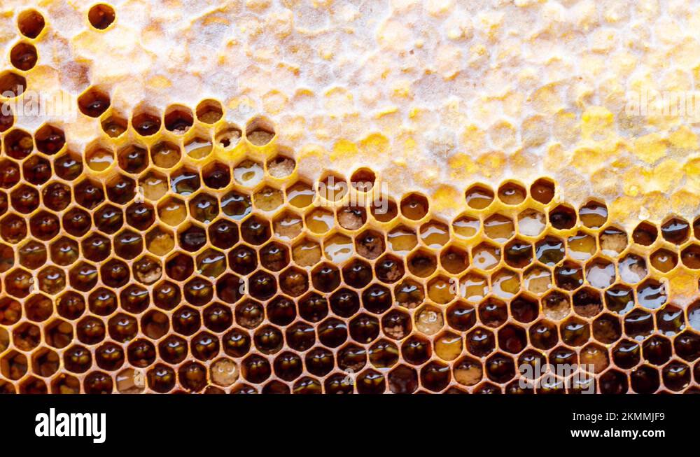 Brood frame with honey Stock Videos & Footage - HD and 4K Video Clips ...