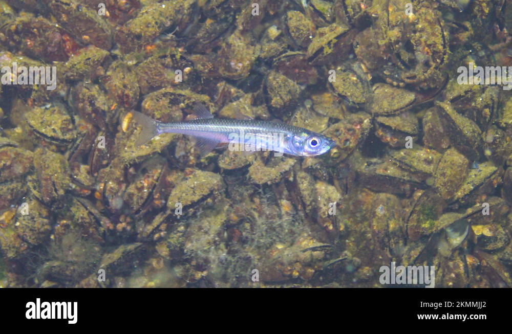 Fish of the Black Sea. Black Sea big-scale sand smelt (Atherina pontica ...