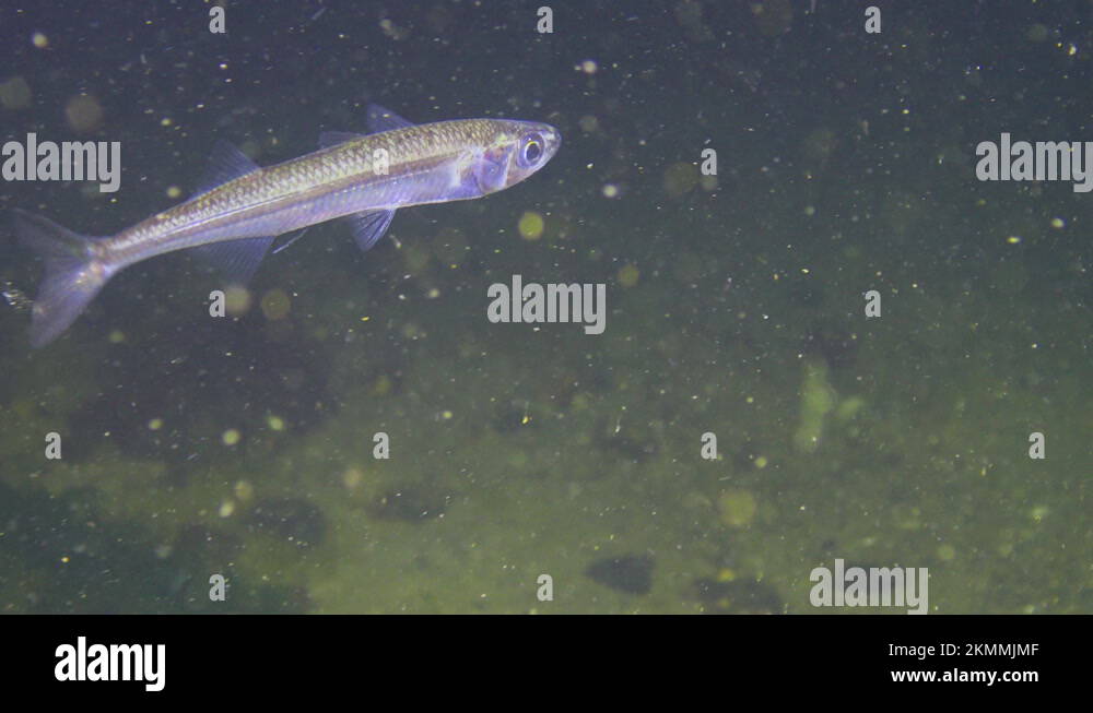 Fish of the Black Sea. Black Sea big-scale sand smelt (Atherina pontica ...
