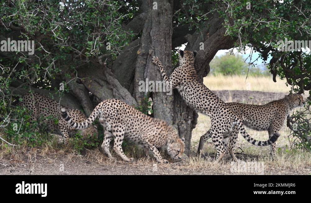Cheetah tree masai mara Stock Videos & Footage - HD and 4K Video Clips ...